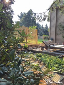 DIY How to Build a Beautiful Square Lattice Fence Panels for Privacy in ...