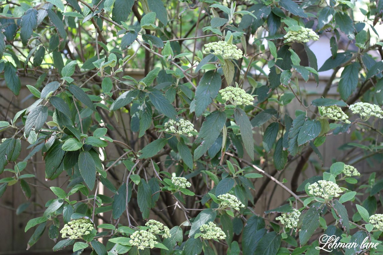 The Best 3 Tall Shrubs & Privacy Plants for Shade that Look Pretty Too ...