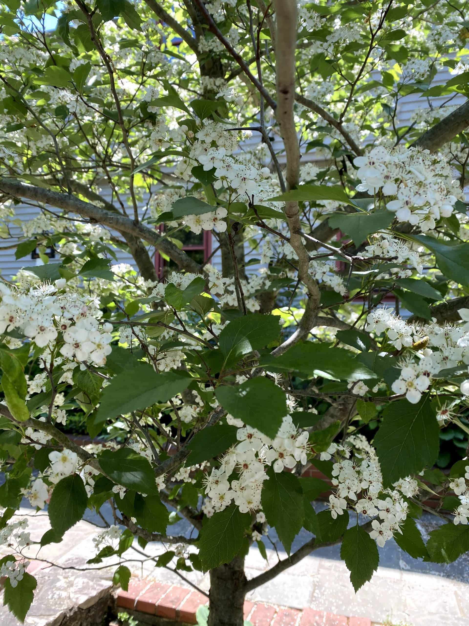 My Favorite Summer Plants & Summer Garden Tour with 20 Summer Outdoor ...
