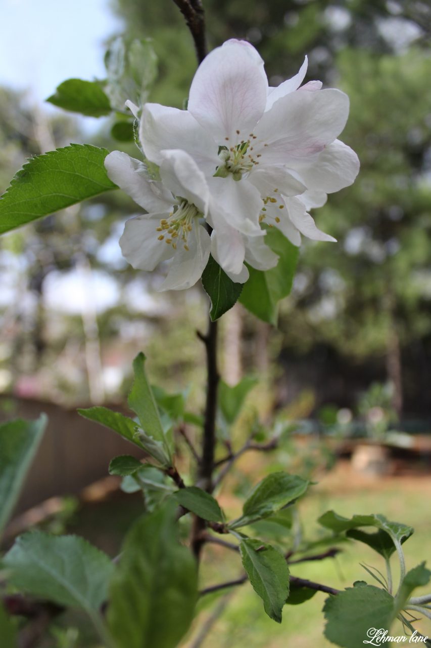 DIY Starting a Home Orchard (Planting an Orchard with Apples, Peaches ...