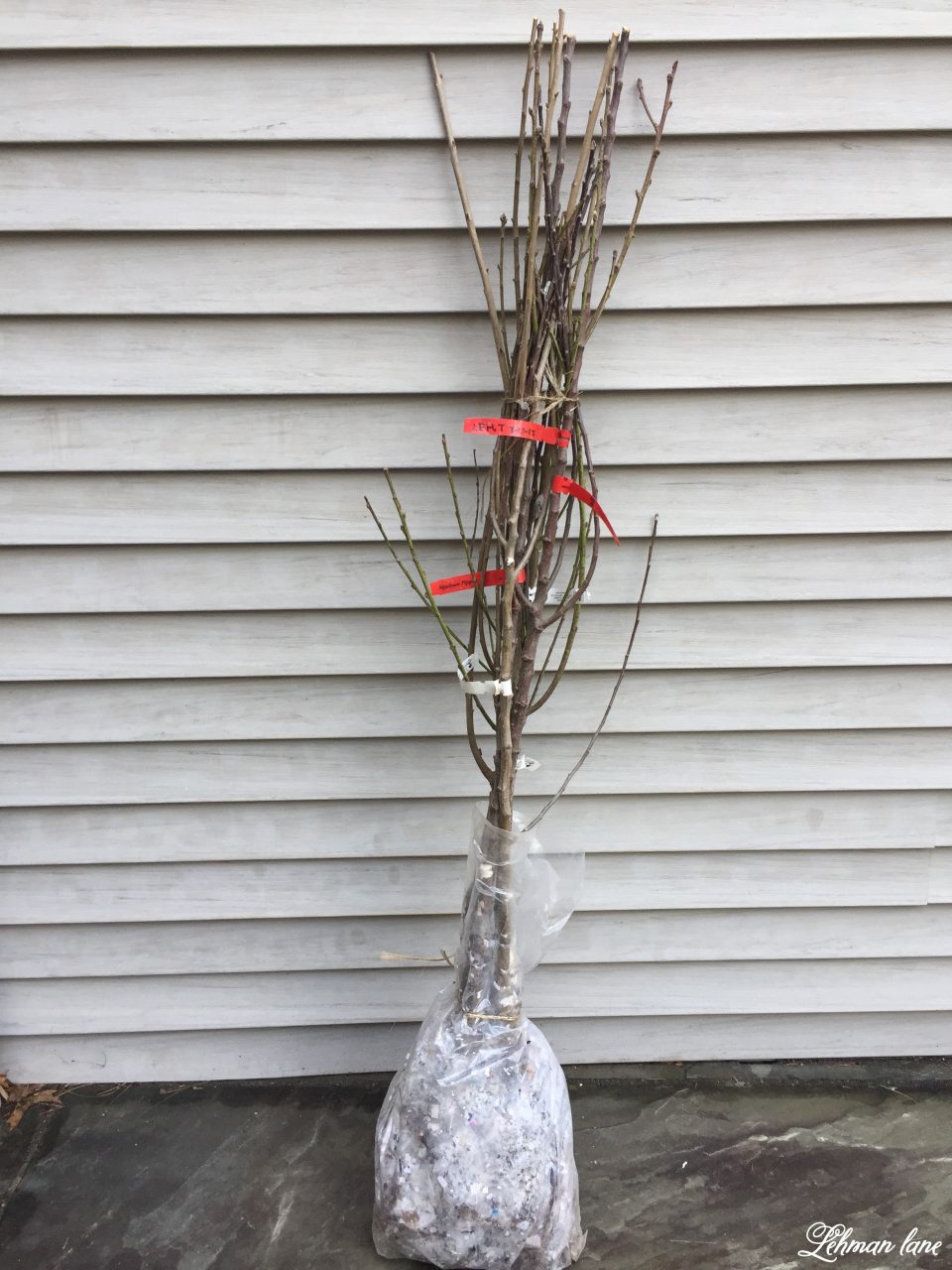 DIY Starting a Home Orchard (Planting an Orchard with Apples, Peaches ...