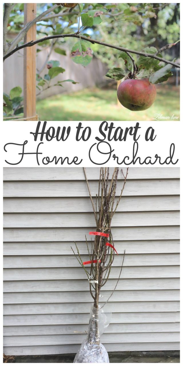 DIY Starting a Home Orchard (Planting an Orchard with Apples, Peaches ...