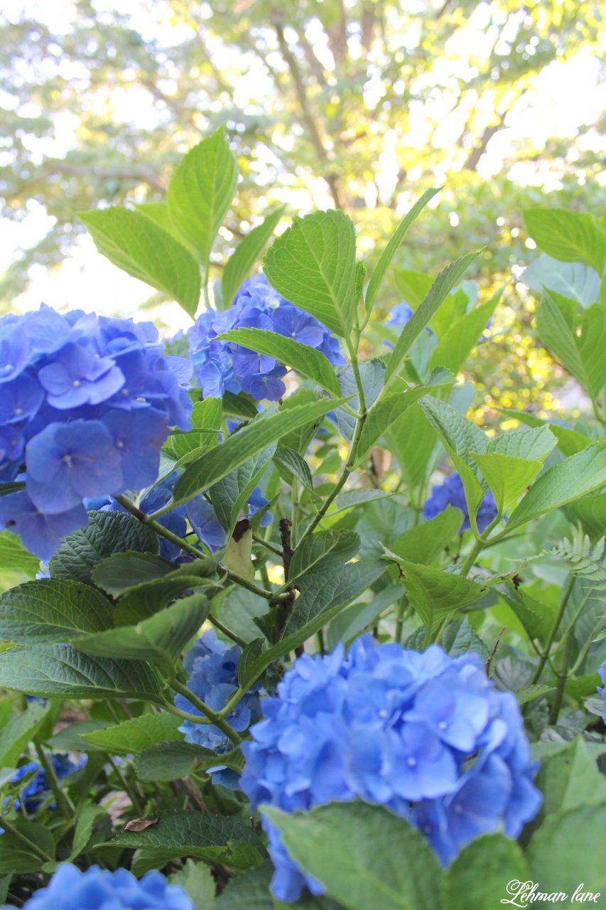 Hydrangea Care - #1 Tip for How to Care for Hydrangea to Get the Most ...