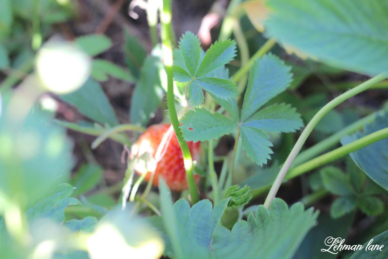 DIY Easy Home Garden Strawberry Patch for the Backyard - Lehman Lane