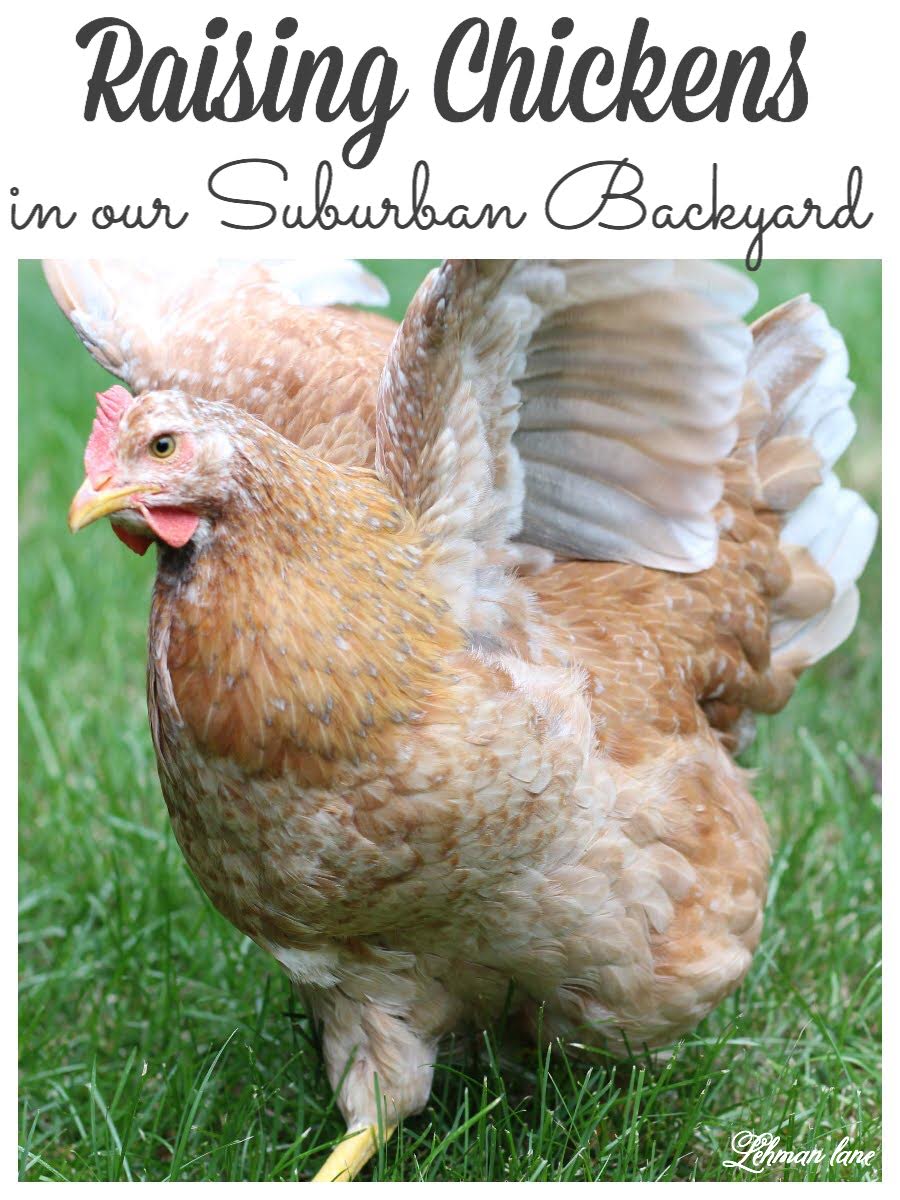 Caring for our Backyard Chickens 101 (Best Breeds & Raising Backyard ...