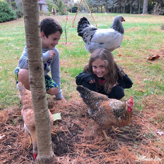 Caring for our Backyard Chickens 101 (Best Breeds & Raising Backyard ...