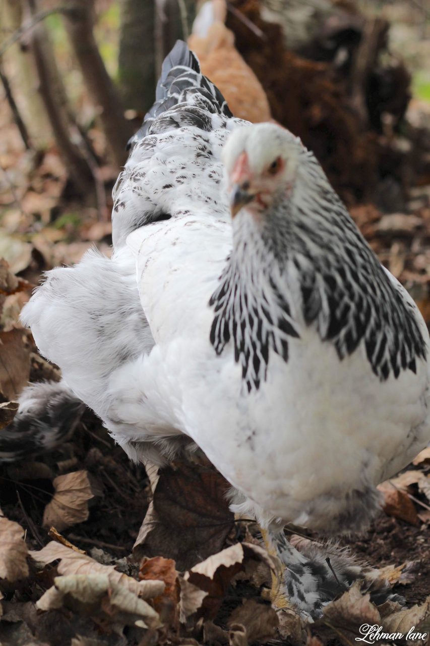 Caring for our Backyard Chickens 101 (Best Breeds & Raising Backyard ...