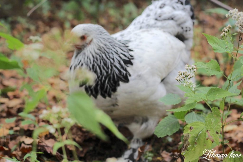 Caring for our Backyard Chickens 101 (Best Breeds & Raising Backyard ...