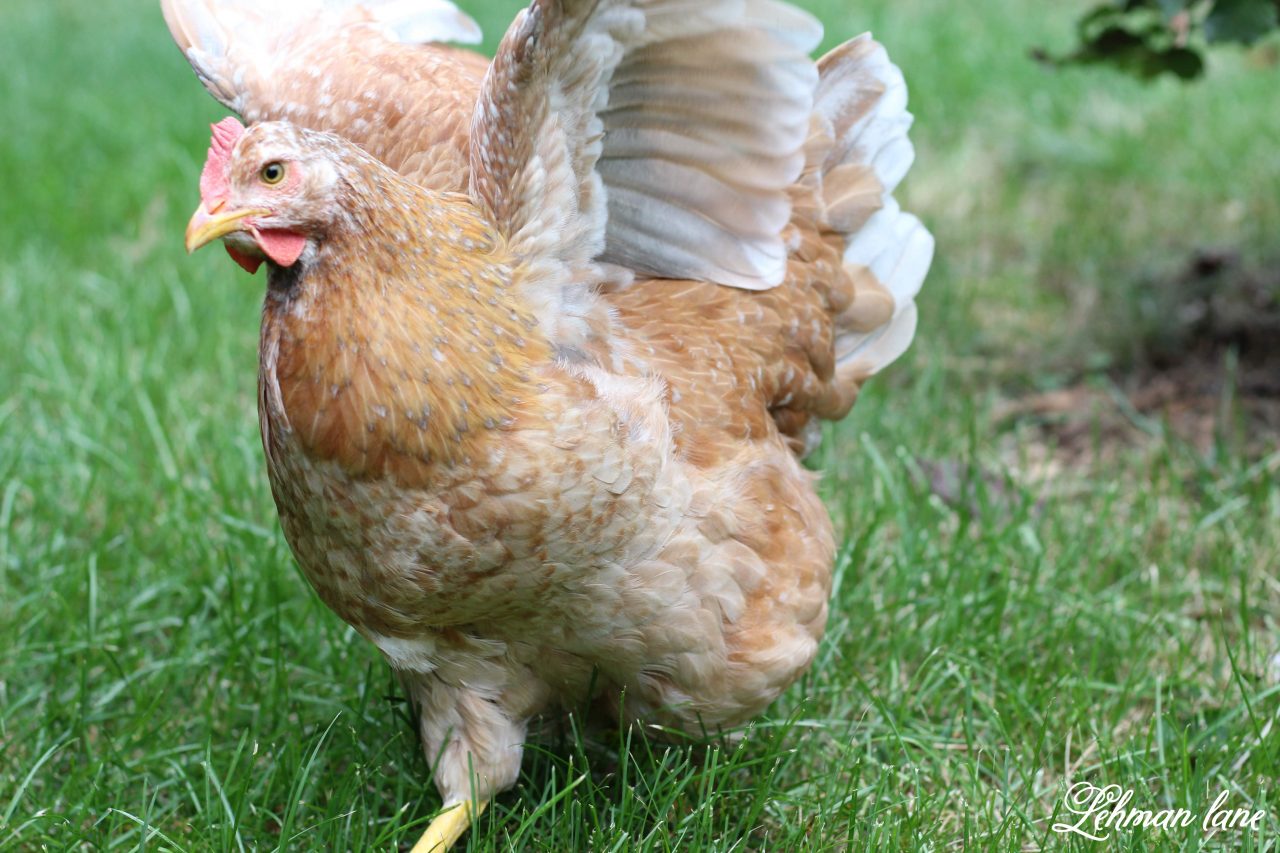 Caring for our Backyard Chickens 101 (Best Breeds & Raising Backyard ...