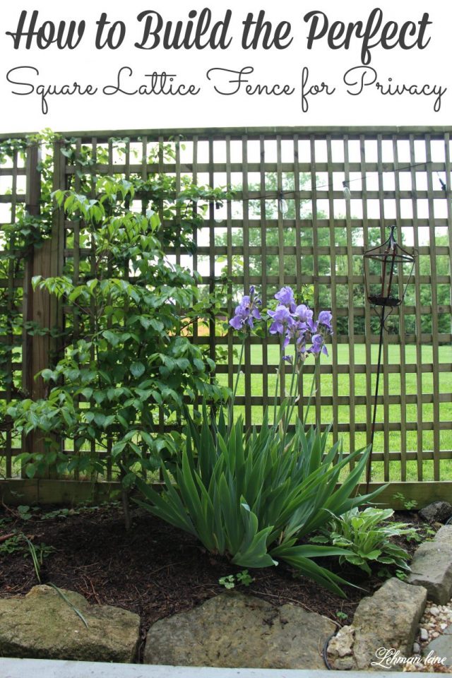 The Best 3 Tall Shrubs & Privacy Plants for Shade that Look Pretty Too ...