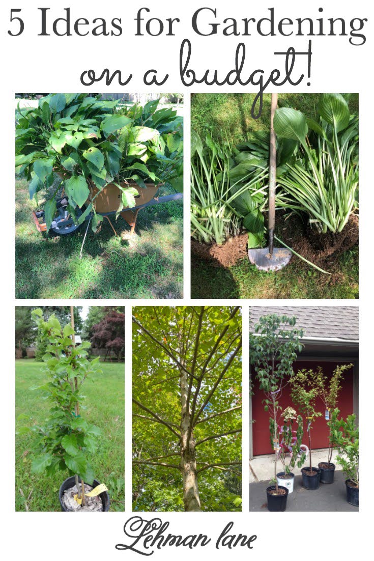 5 Ideas for Gardening on a Budget - Free or Discounted Trees & Plants ...